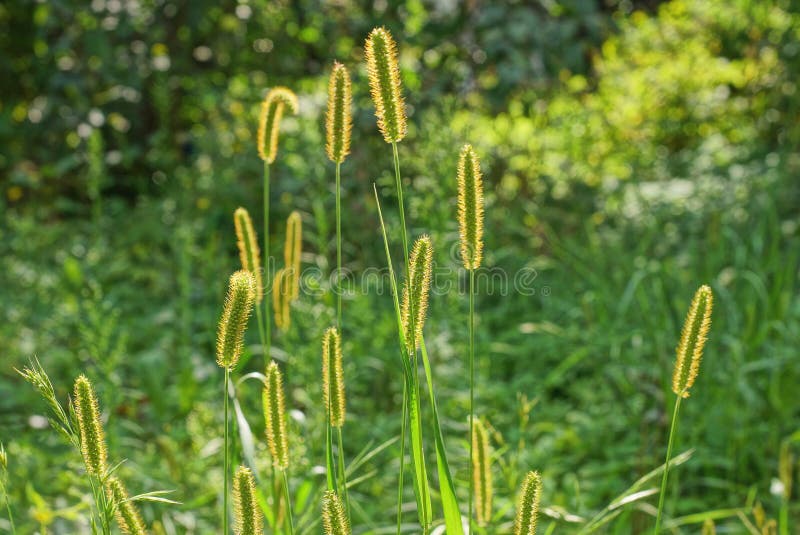 Small Wild Blades of Grass in the Sunlight Stock Photo - Image of ...