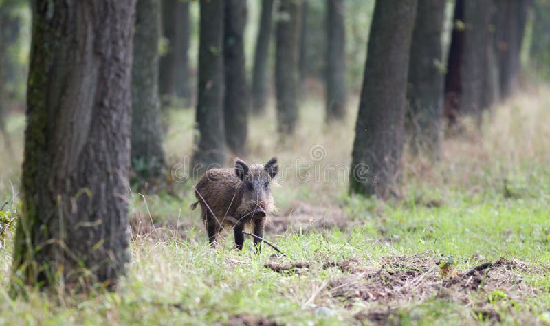 Small wild boar stock image. Image of animal, mammal - 45990579