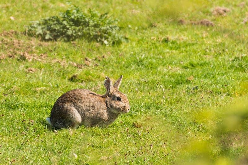 Grabbit Stock Photos - Free & Royalty-Free Stock Photos from Dreamstime