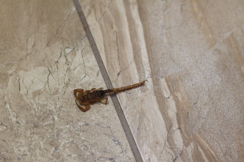 Scorpion small wild 9702 stock image. Image of poison - 170052367