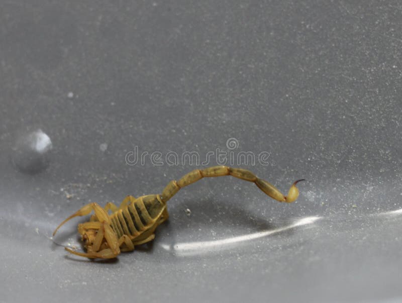 Scorpion small wild 0318 c stock photo. Image of exoskeleton - 162635144