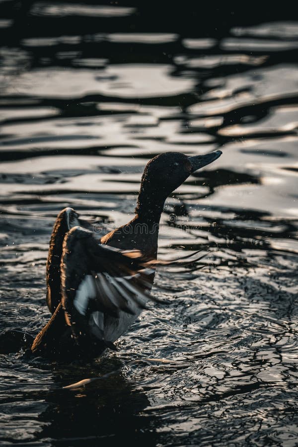 Small Wild Duck Enjoying the River Water Stock Image - Image of park ...