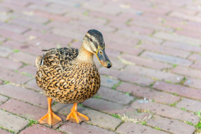 Small Wild Duck on a Pavement Stock Image - Image of farming, head ...