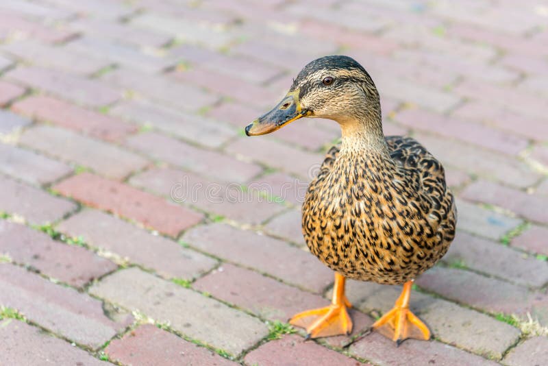 Small Wild Duck on a Pavement Stock Photo - Image of brown, mottled ...