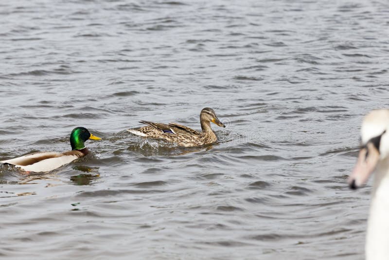 Small Wild Ducks in Spring or Summer in Nature Stock Photo - Image of ...