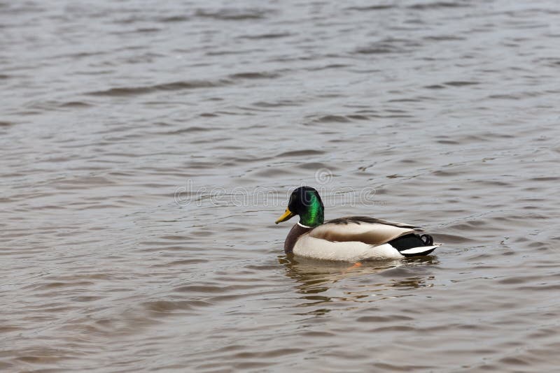 Small Wild Ducks in Spring or Summer in Nature Stock Photo - Image of ...