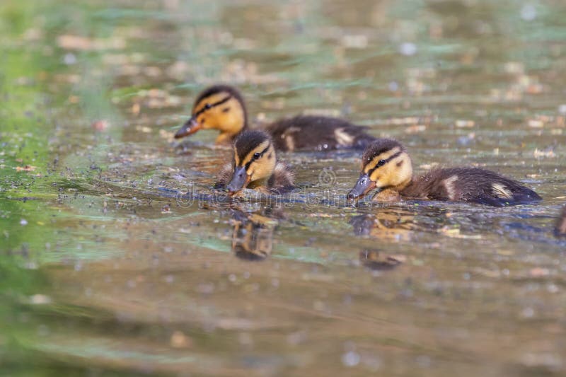 Small Wild Ducks by the Water Stock Image - Image of ducks, duck: 400718723