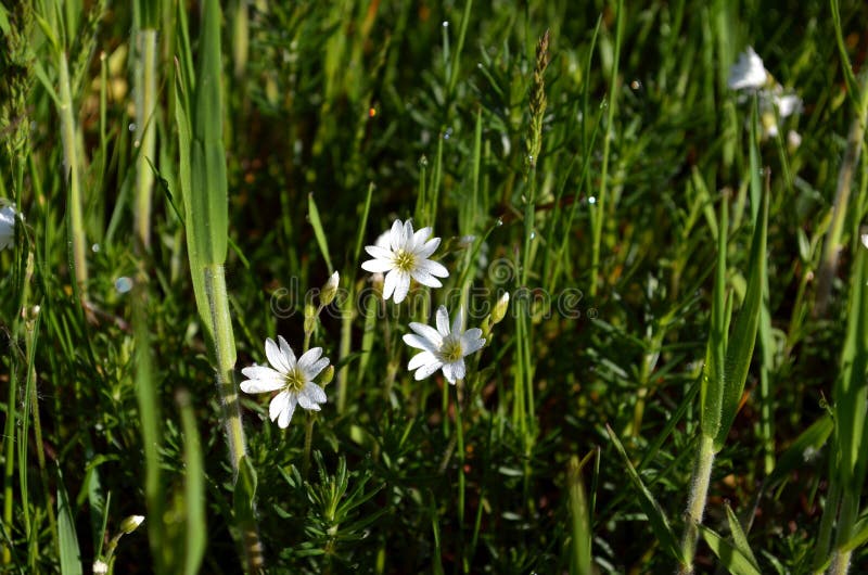 Small Wild Flowers Grown on a Field Stock Image - Image of beauty ...