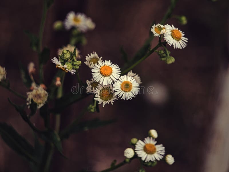 Small wild flowers stock image. Image of white, green - 88376879