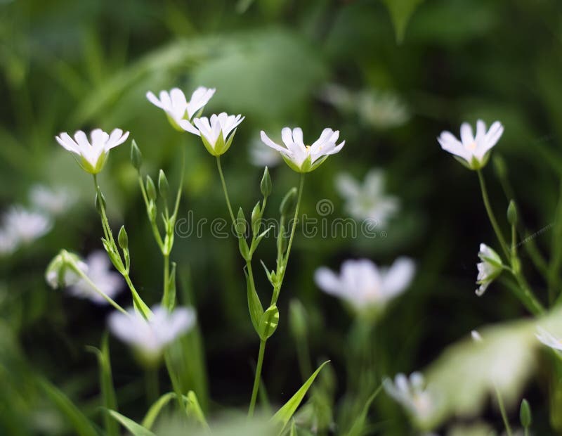 Small wild flowers stock image. Image of summer, nature - 36774279