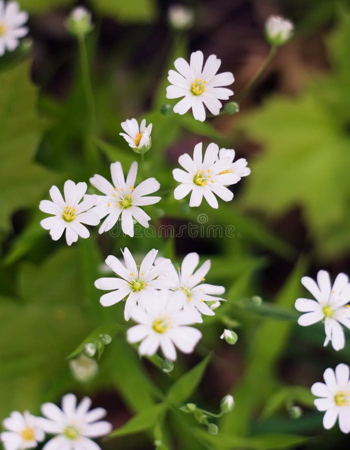 Small wild flowers stock photo. Image of close, small - 36774284