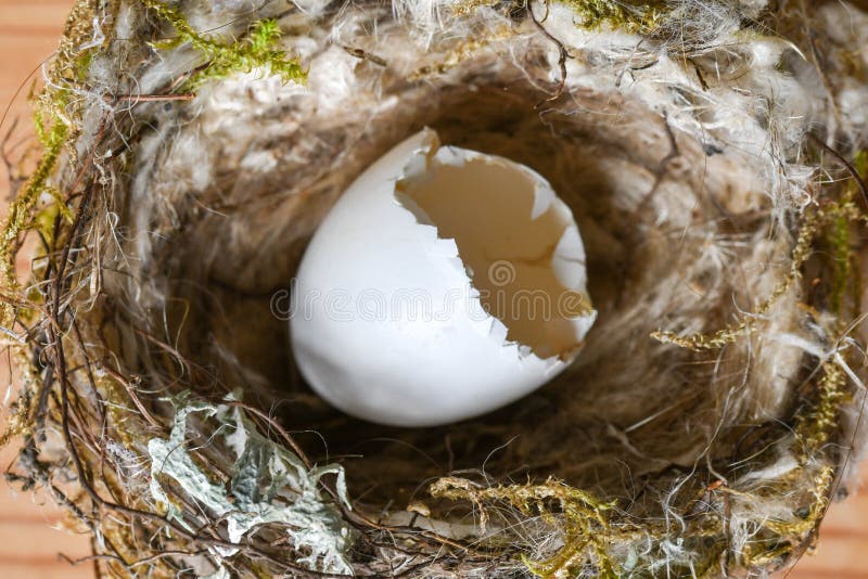 A Small Wild Hatched Egg and Nest Stock Image - Image of white, eggs ...