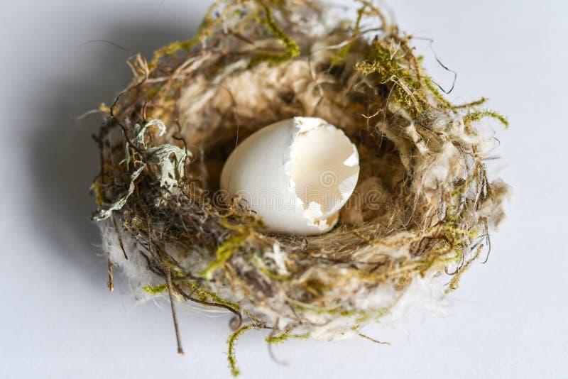 A Small Wild Hatched Egg and Nest Stock Photo - Image of small ...