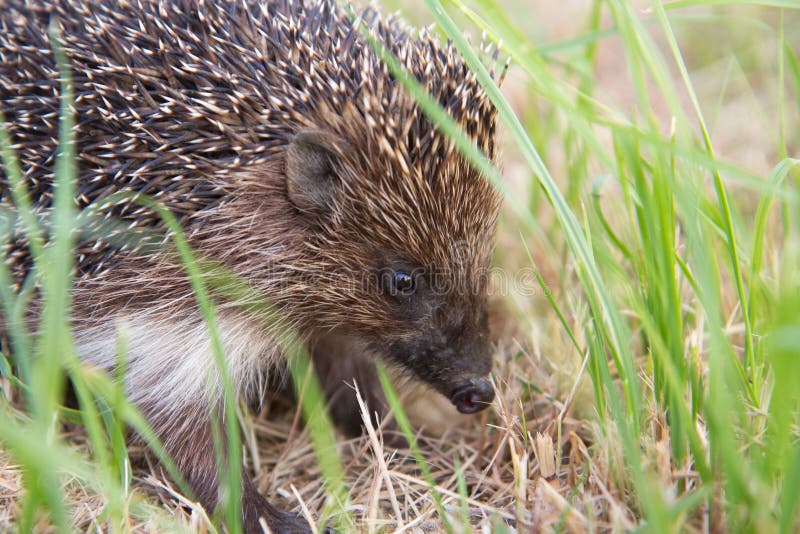 Small wild hedgehog stock image. Image of green, nature - 119168621