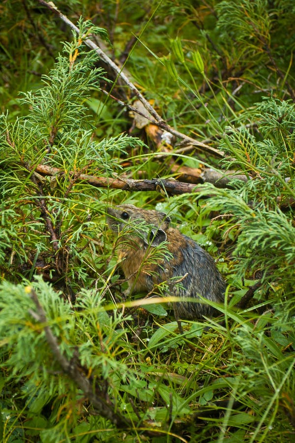 Small Wild Mouse in the Forest Stock Image - Image of environment, park ...