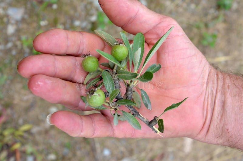 Small Wild pears stock photo. Image of small, pear, july - 42981260