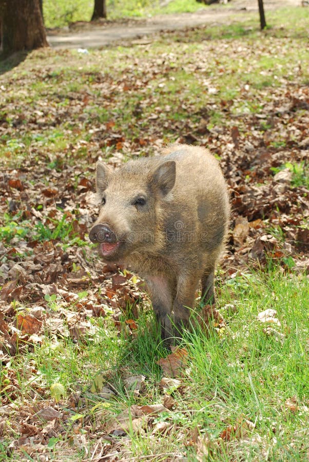 Small wild pig stock photo. Image of wilderness, outdoors - 14019242