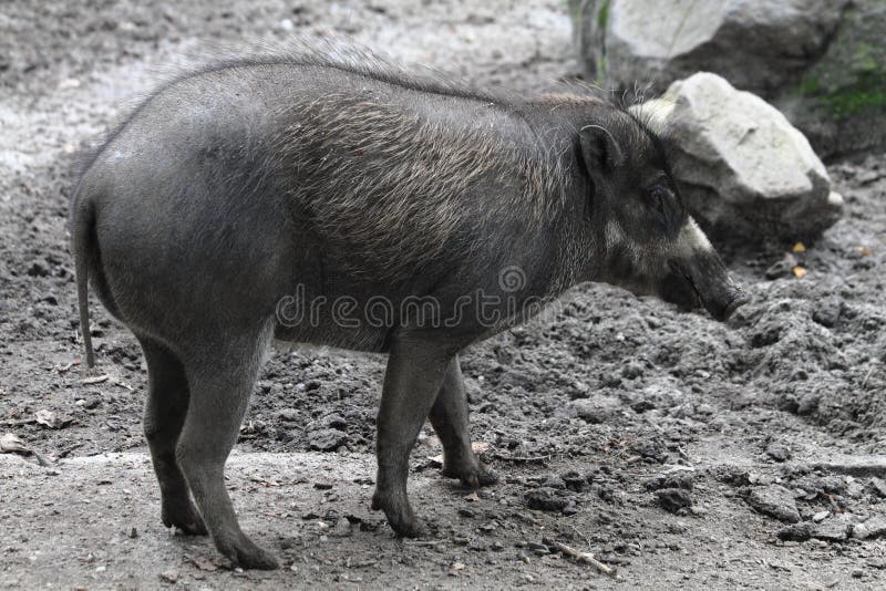 Small wild pig stock photo. Image of wilderness, outdoors - 14019242
