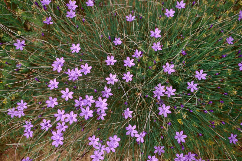 Small Purple Spring Wild Flowers Stock Image - Image of fresh, blue ...