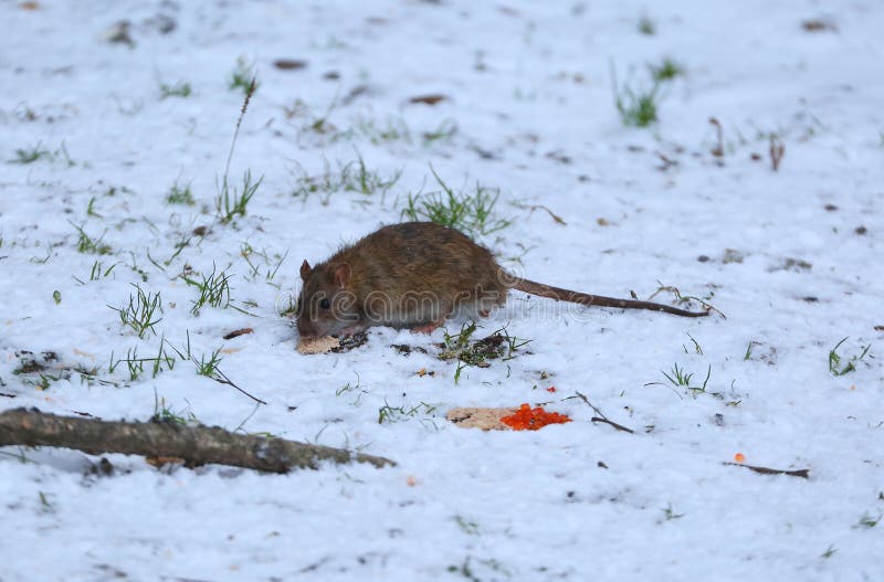 Small Wild Rat on White Snow Stock Photo - Image of nature, animal ...