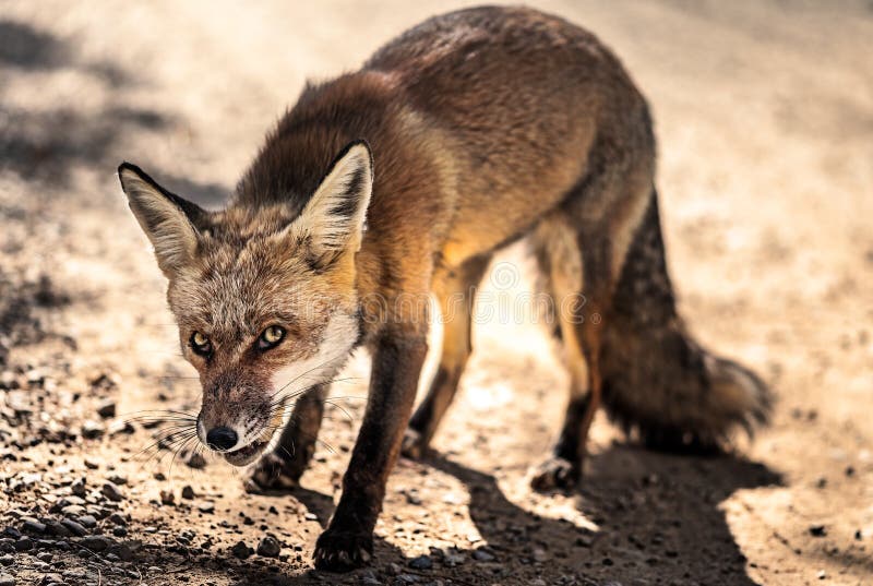 Small and Wild Red Fox Looking at the Camera Stock Image - Image of ...