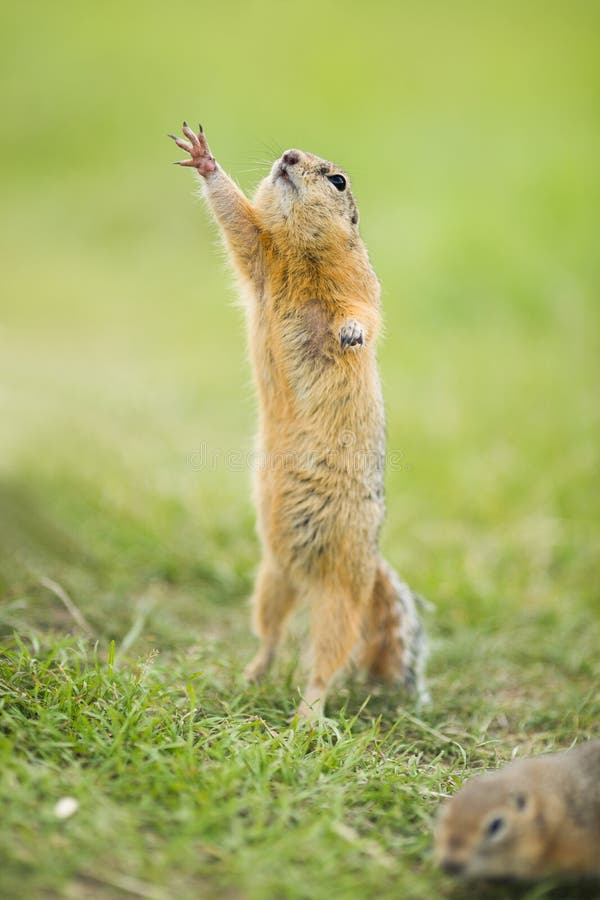 Small Wild Rodent Asks for Food by Stuffing Its Cheeks. Stretches Hand ...