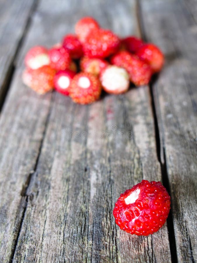 Small wild strawberry stock photo. Image of summer, gourmet - 19810332