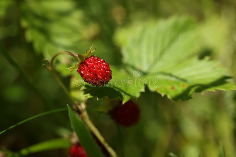 Small Wild Strawberry Growing on Stem Outdoors, Closeup Stock Photo ...