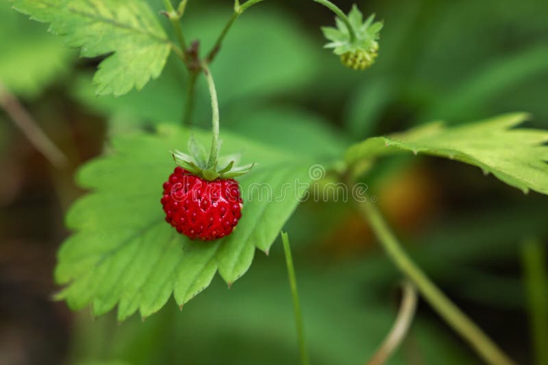 Small Wild Strawberry Growing on Stem Outdoors, Closeup Stock Image ...