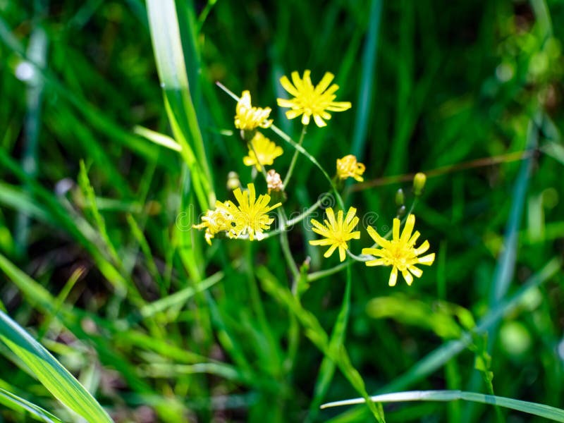 Small Wild Yellow Flowers in the Garden Stock Photo - Image of grass ...