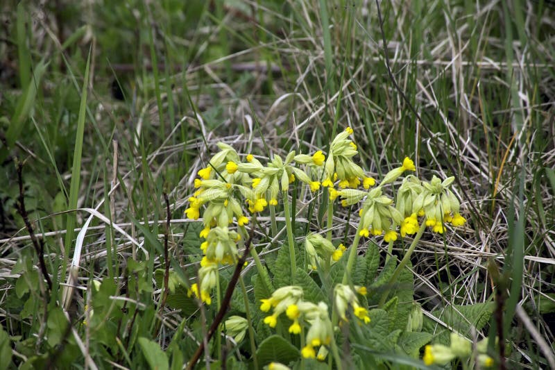 Small Wild Yellow Flowers among the Grass Stock Photo - Image of fresh ...