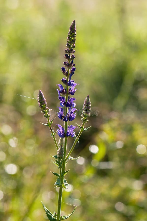 Small Wildflower in the Early Morning in the Field Stock Photo - Image ...