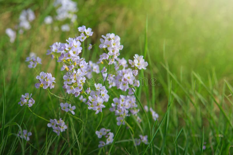 Small Wildflowers on Grass Meadow. Stock Image - Image of flower, leaf ...