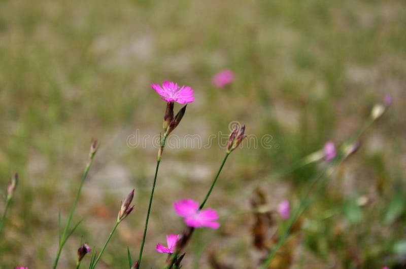 Small wildflowers stock photo. Image of country, bush - 95661696