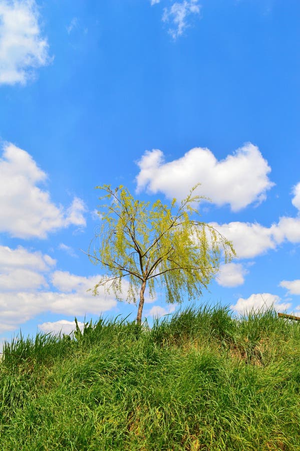 Small Willow Tree on a Green Hill Stock Photo - Image of foliage, leafy ...
