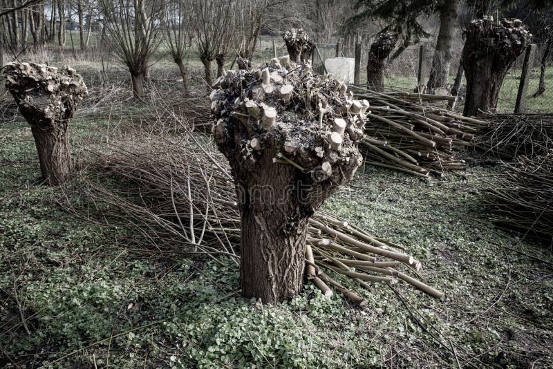 Some Small Willow Trees Were Cut Down in Spring and the Cutting is Next ...