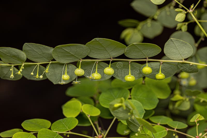 Small Wind Plant stock image. Image of flowering, natural - 264276249