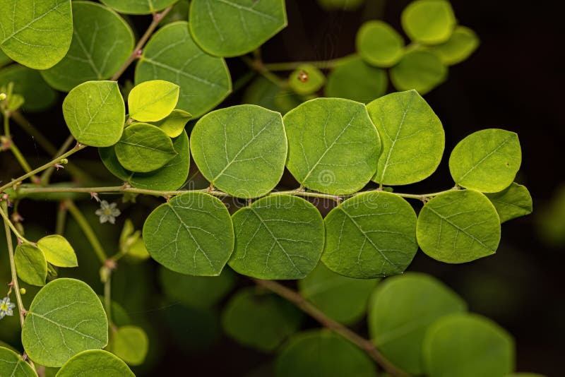 Small Wind Plant stock image. Image of nature, angiosperm - 264276259
