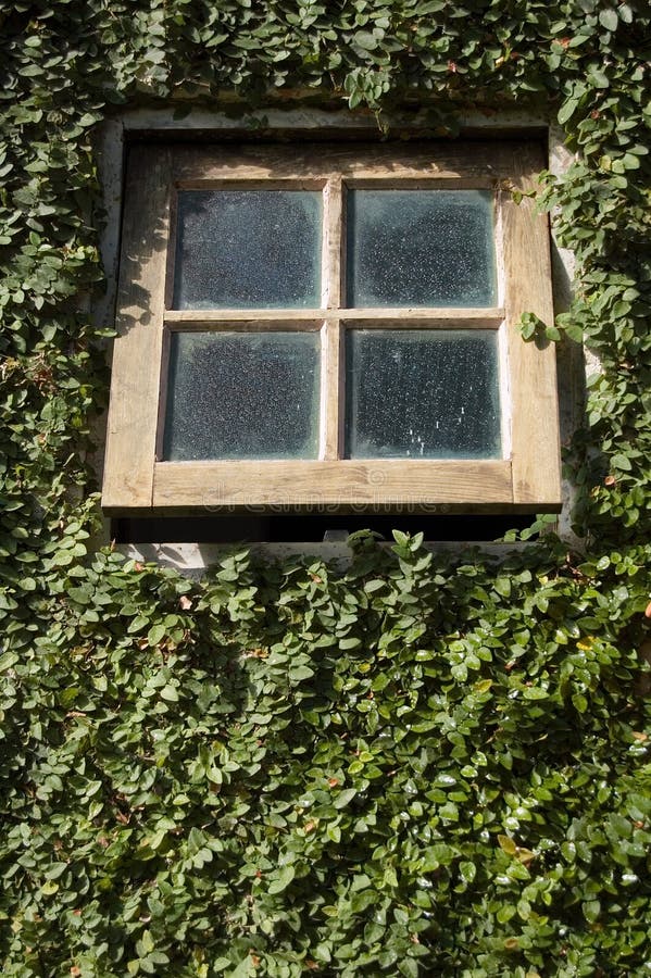 Small window stock image. Image of grow, vertical, vegetation - 900537