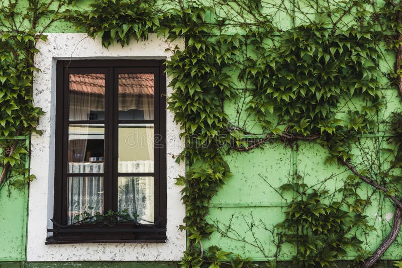 Small Window on Green Wall with Ivy. Stock Photo - Image of detail ...