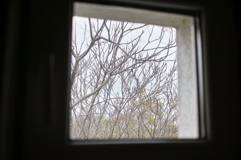Small window and tree stock photo. Image of bare, daytime - 345624038