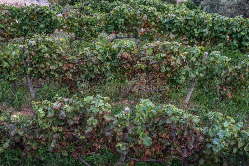 Small Vineyard in Nadur Gozo Stock Image - Image of bordeaux, grapes ...