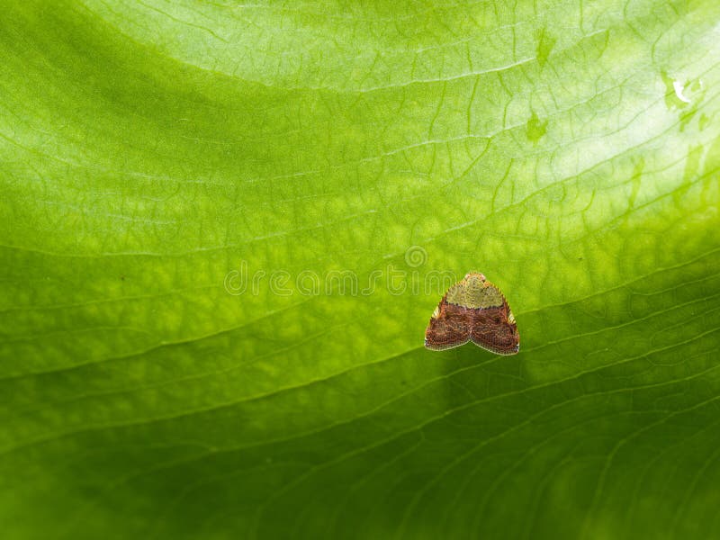 Small Winged Bug on Large Leaf S Underside Stock Image - Image of ...