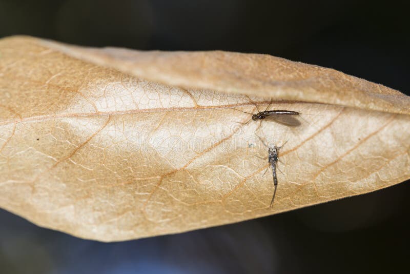 Small Winged Bug Sitting on a Golden Brown Veined Leaf Stock Photo ...