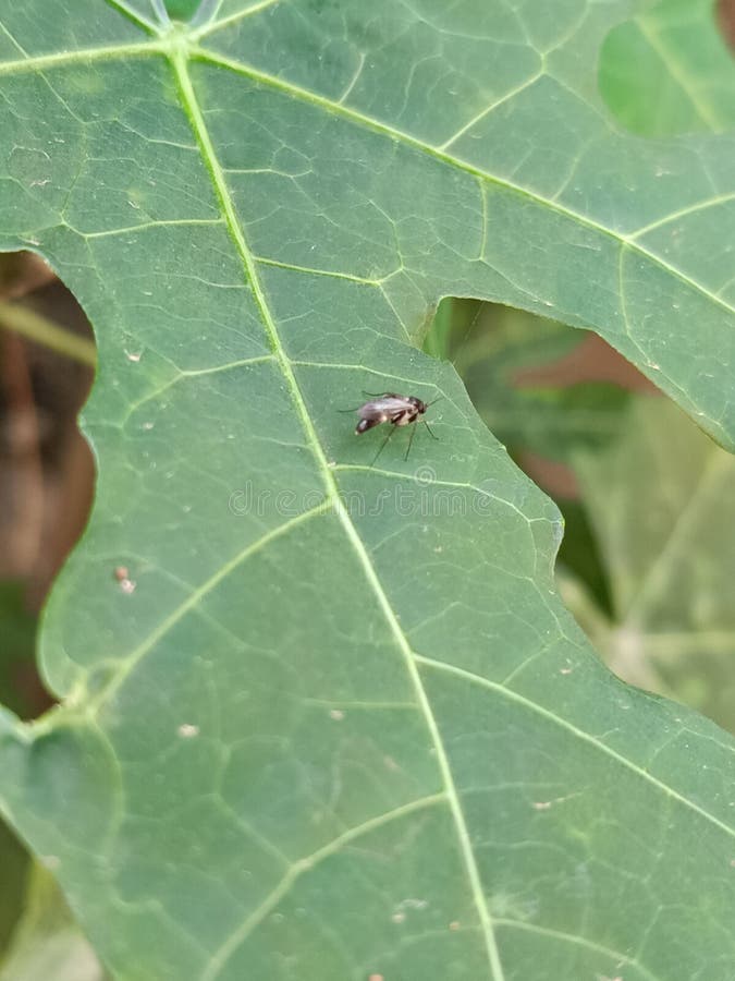 A Small Winged Insect on a Green Leaf,a Small Winged Insect on a Green ...