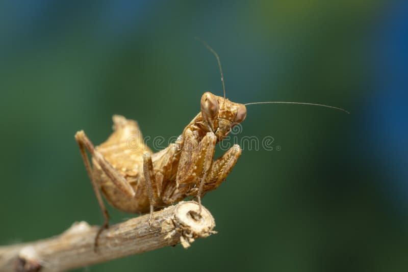 Small Wingless Praying Mantis Stock Image - Image of mantis, species ...