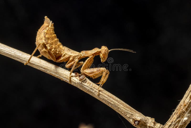Small Wingless Praying Mantis Stock Image - Image of looking, biology ...