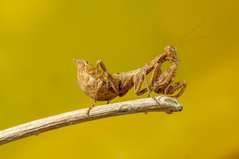Small Wingless Praying Mantis Stock Image - Image of mantid ...