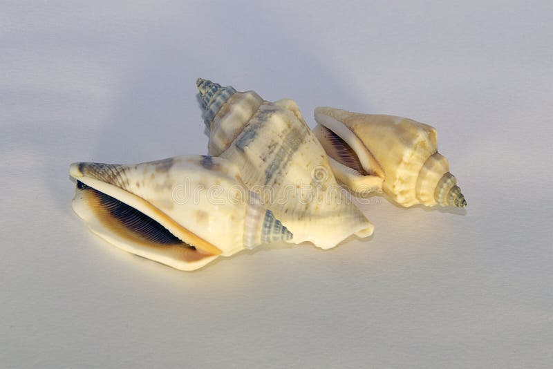 Raw Winkles stock photo. Image of food, cook, clams, tops - 25991906