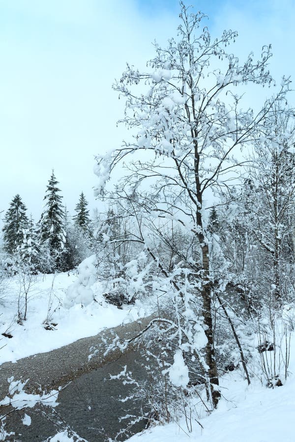 Small Winter Stream with Snowy Trees. Stock Photo - Image of stream ...